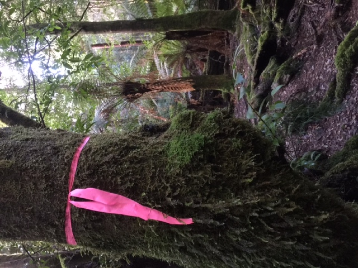 Silver Falls - Castra Circuit