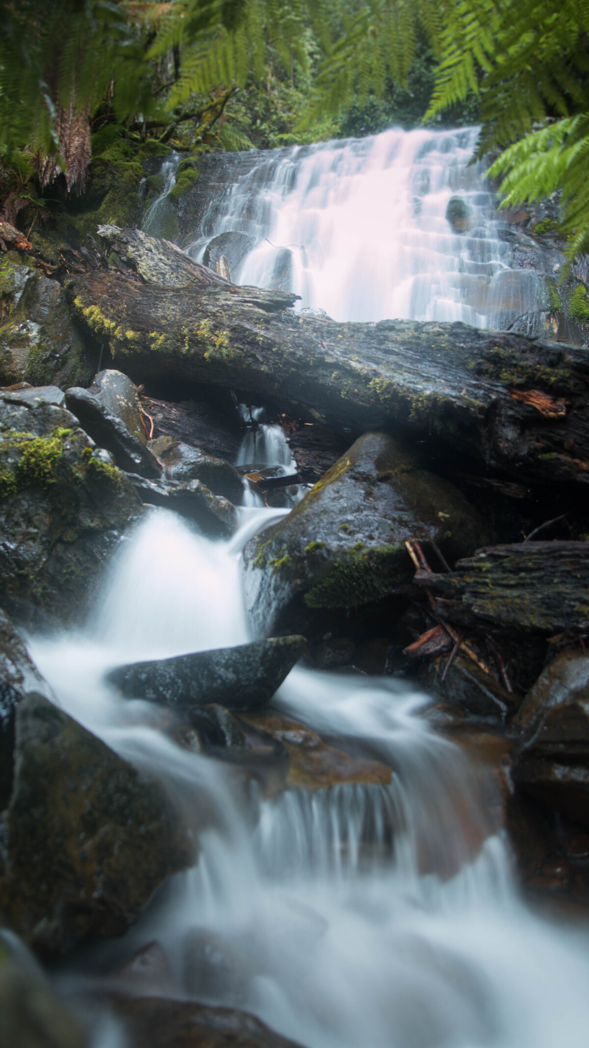 Myrtle Forest Falls