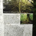 Philosopher Falls - Waterfalls of Tasmania