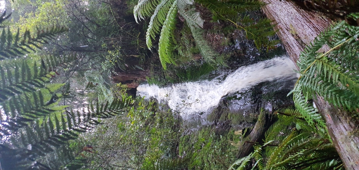 Waterfalls timeline for Neil McClymont